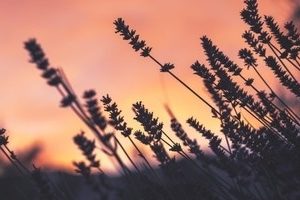 Understanding Fragrance Notes (A Guide)