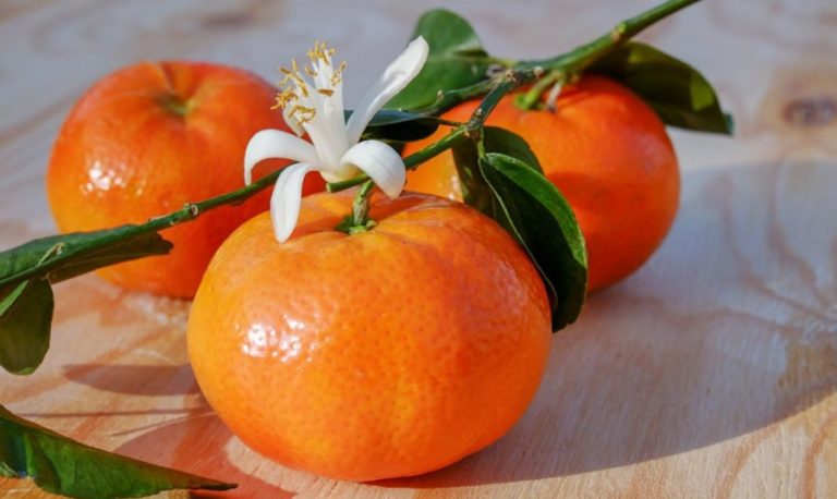 12 Best Neroli Fragrances For Women