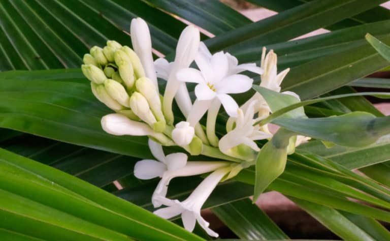 6 Best Tuberose Fragrances For Men